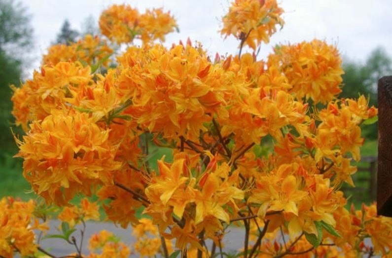 Azalia wielkokwiatowa Golden Lights doniczka 0,5L